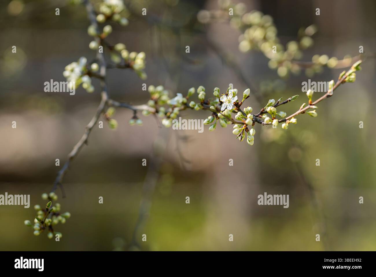 Flowers of damson tree in spring. Spring background. White damson ...