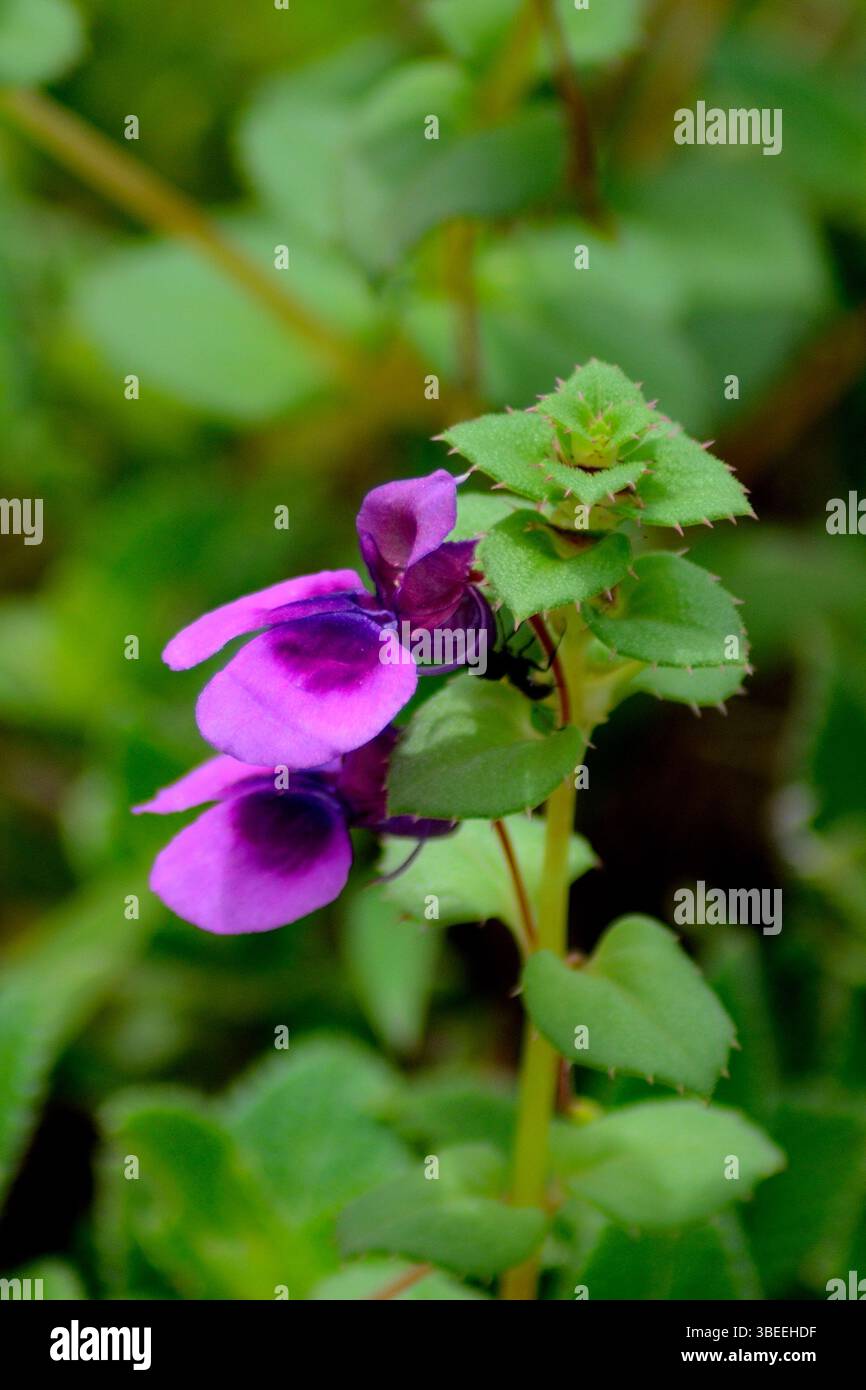 Seasonal wild flowers at the Kas Plateau Reserved Forest, also known as ...