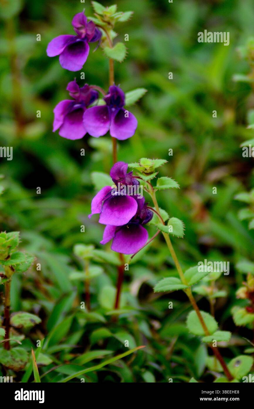 Seasonal wild flowers at the Kas Plateau Reserved Forest, also known as ...