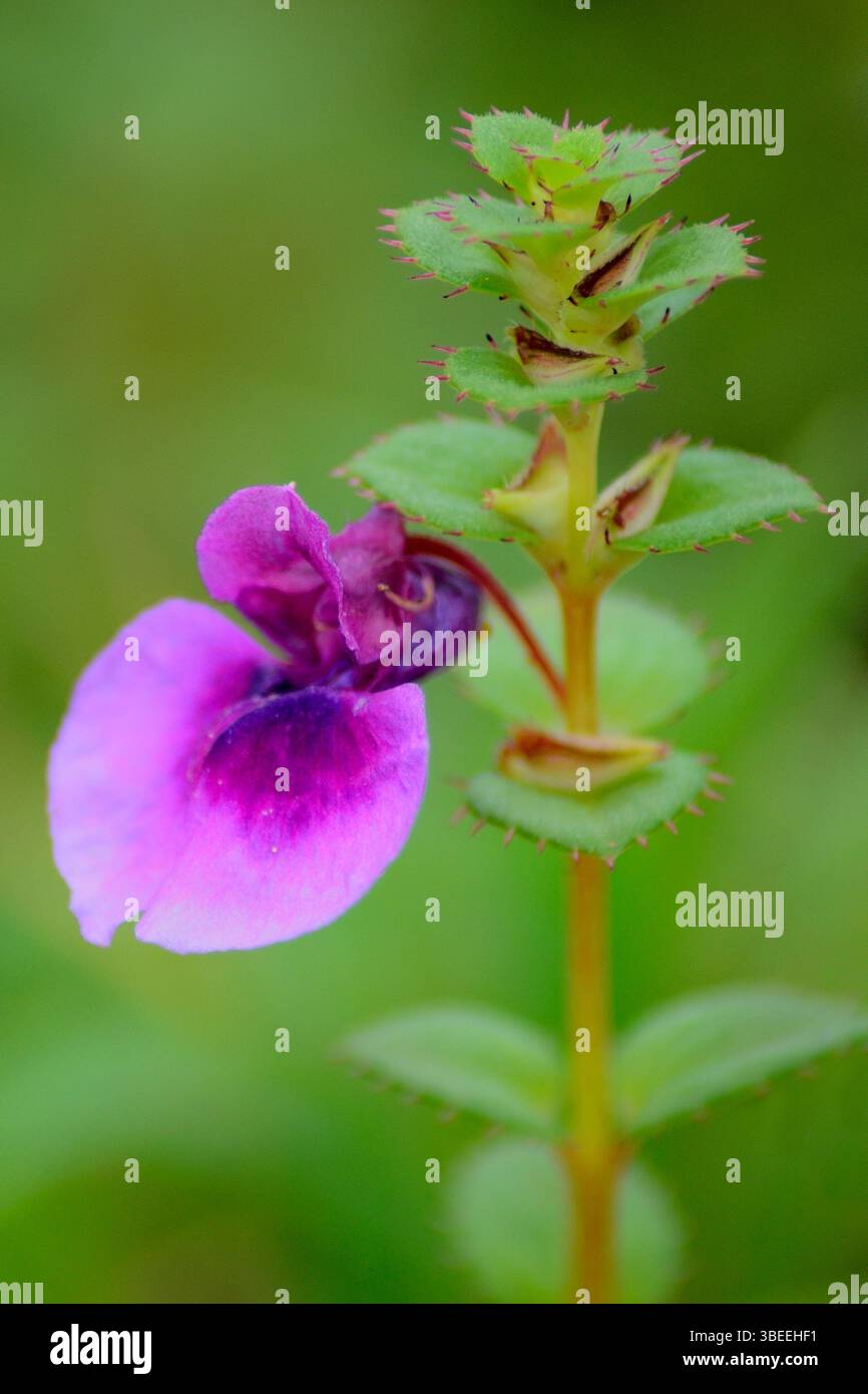 Seasonal wild flowers at the Kas Plateau Reserved Forest, also known as ...