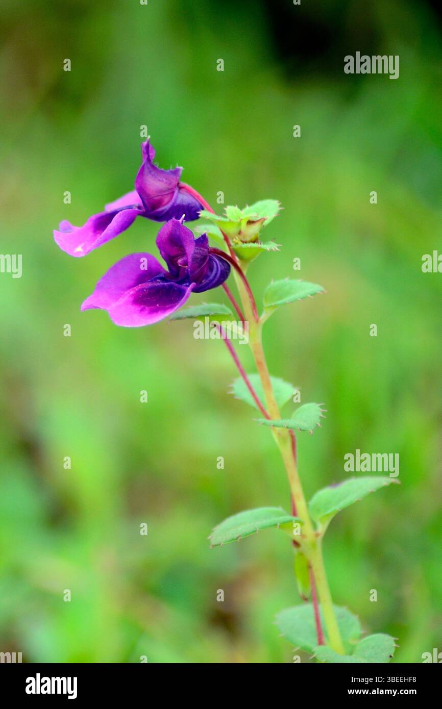 Seasonal wild flowers at the Kas Plateau Reserved Forest, also known as ...