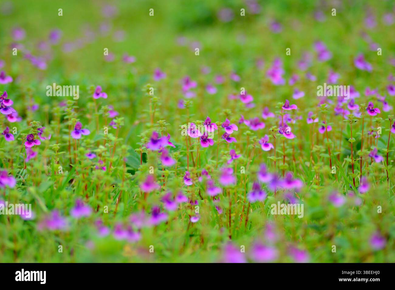 Seasonal wild flowers at the Kas Plateau Reserved Forest, also known as ...