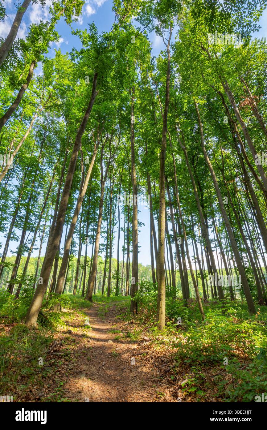 dirt road through beech woods. tall trees with green lush canopy ...