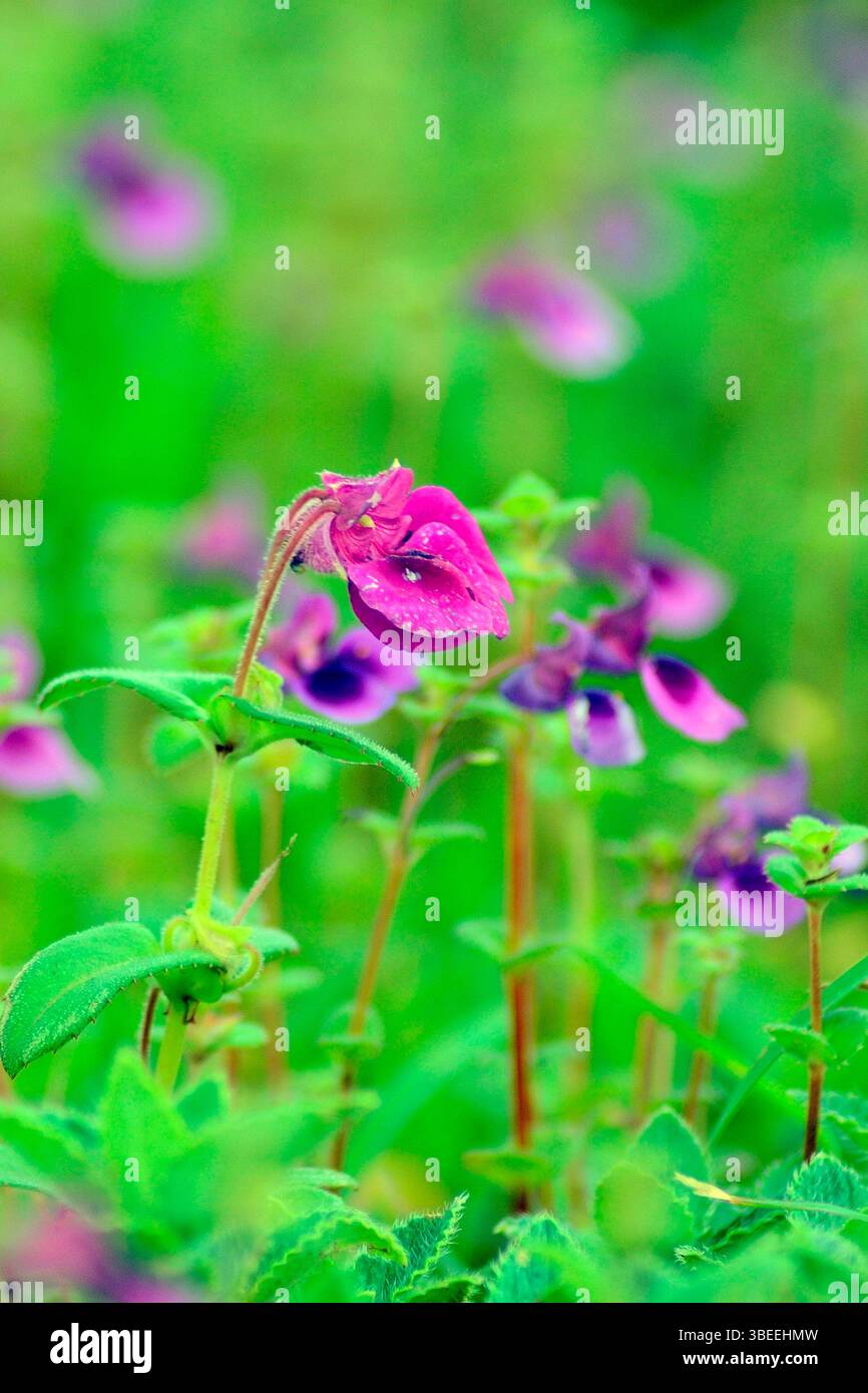 Seasonal wild flowers at the Kas Plateau Reserved Forest, also known as ...