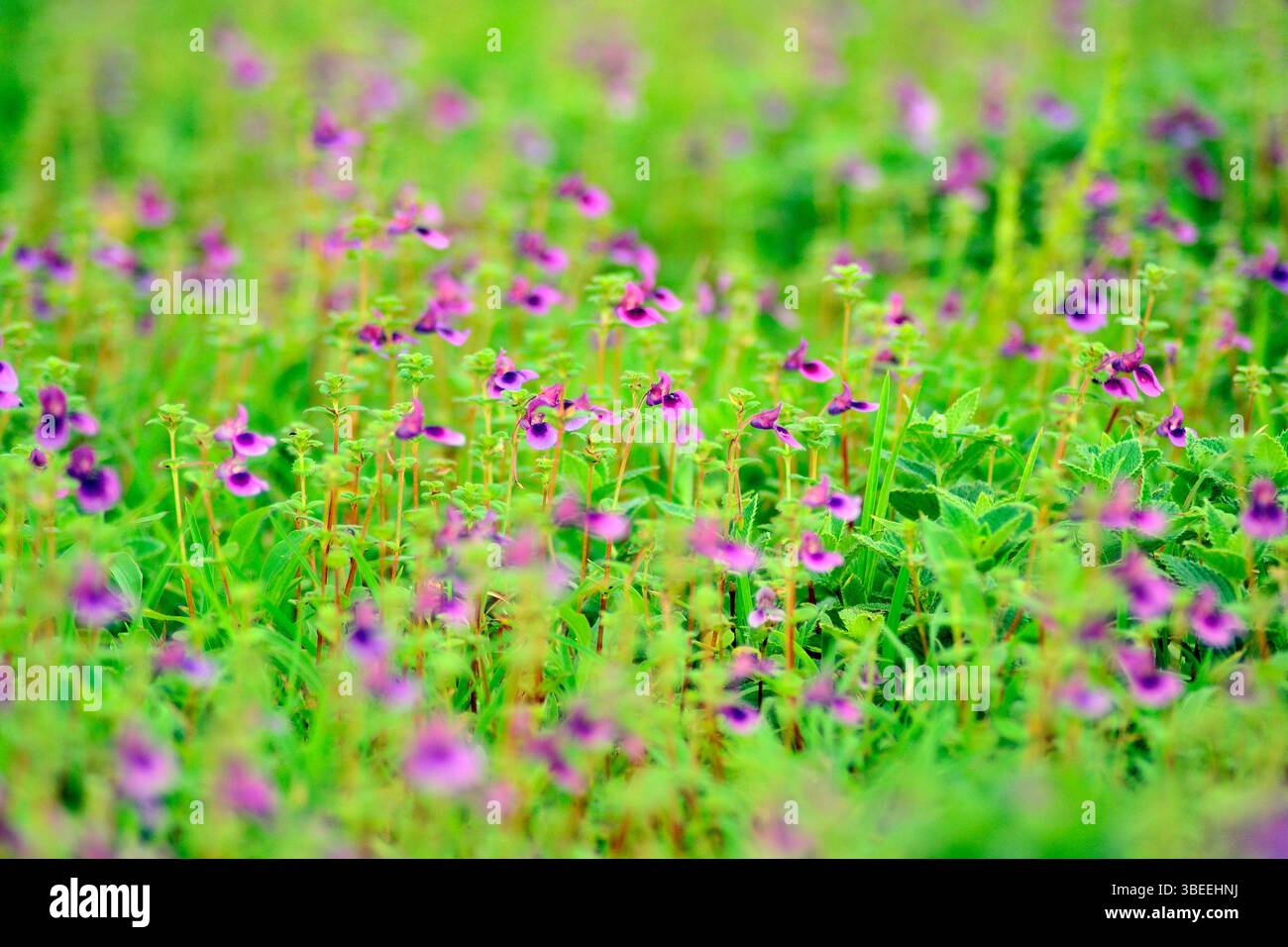 Seasonal wild flowers at the Kas Plateau Reserved Forest, also known as ...