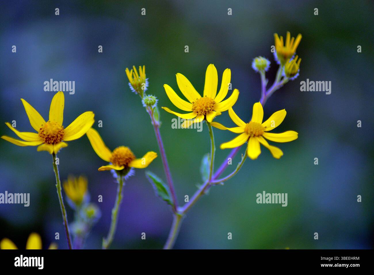 Seasonal wild flowers at the Kas Plateau Reserved Forest, also known as ...