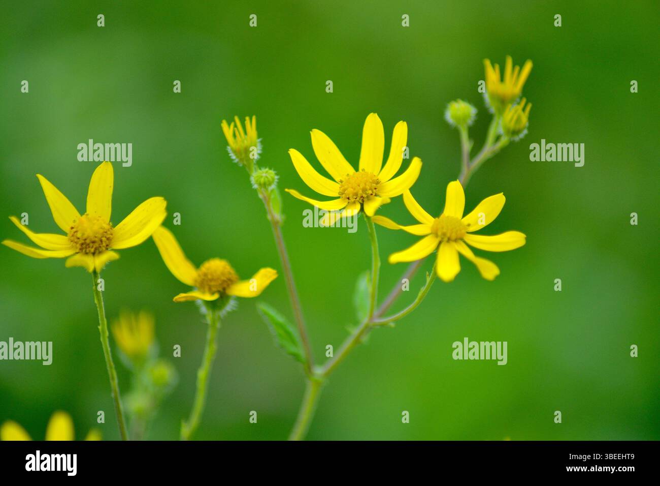 Seasonal wild flowers at the Kas Plateau Reserved Forest, also known as ...