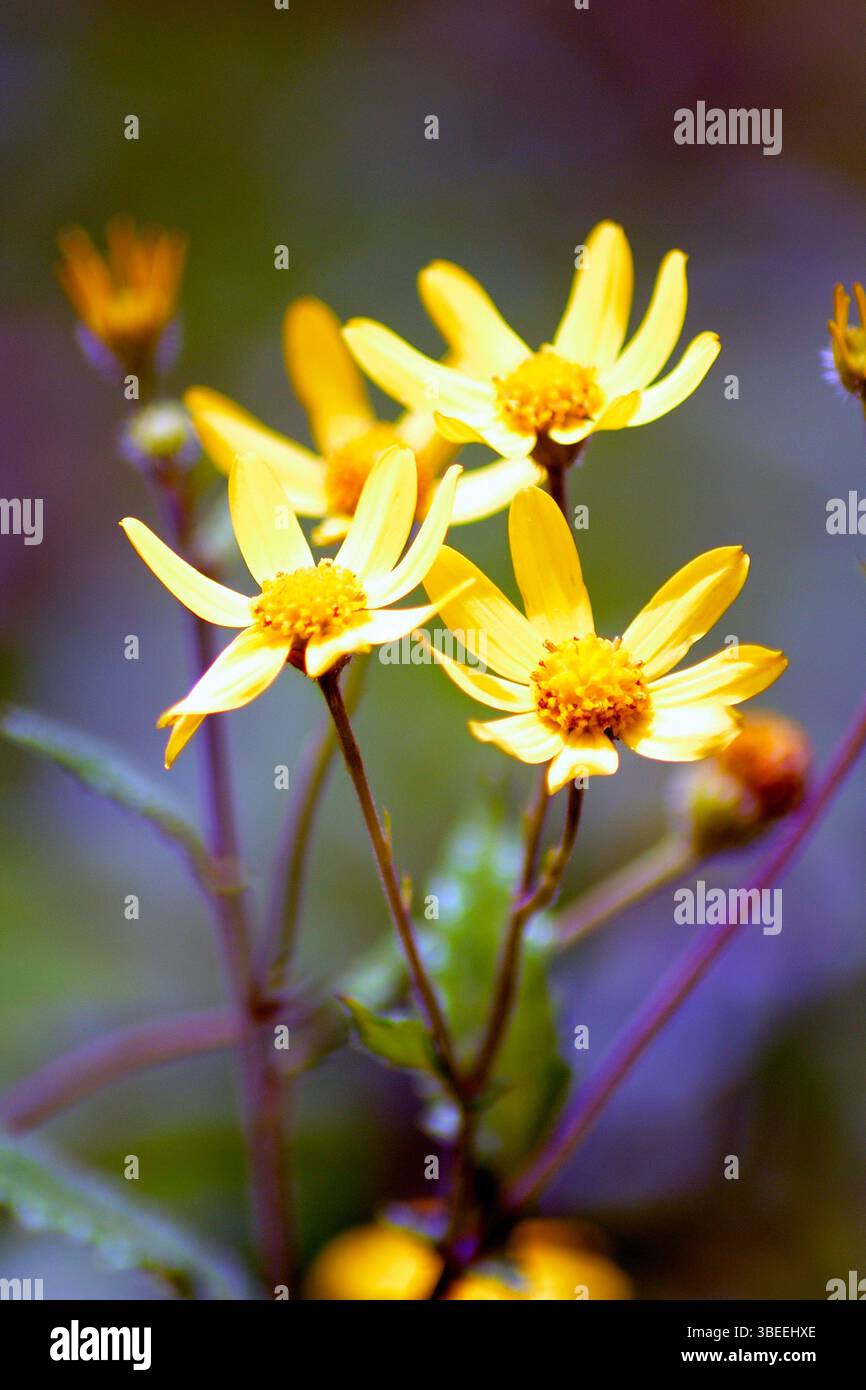 Seasonal wild flowers at the Kas Plateau Reserved Forest, also known as ...