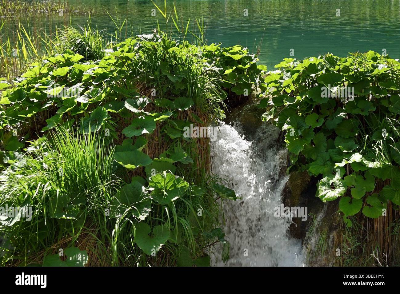 Lush greenery surrounding small flowing waterfall in Plitvice Lakes ...