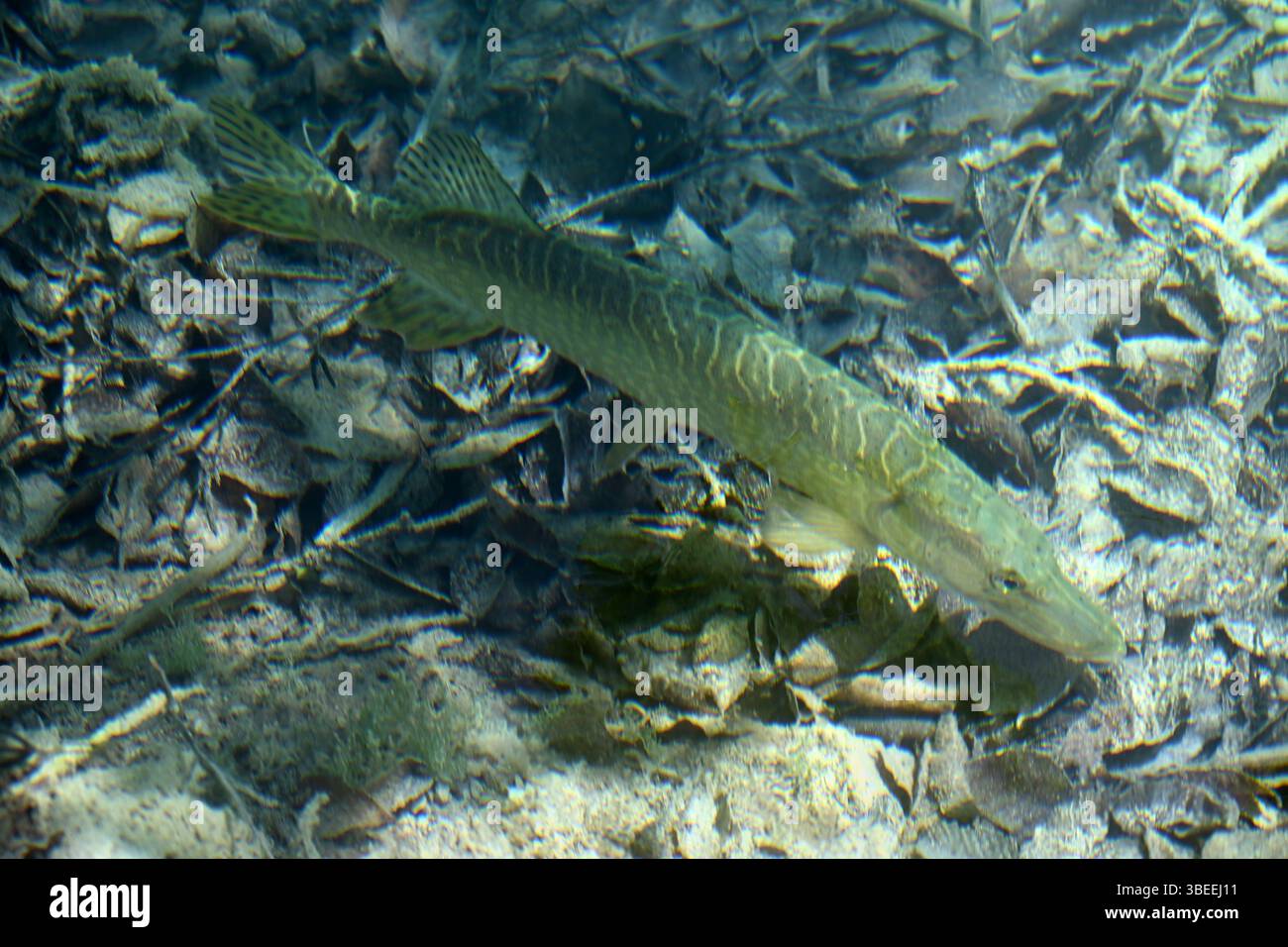 Pickerel fish hi-res stock photography and images - Alamy