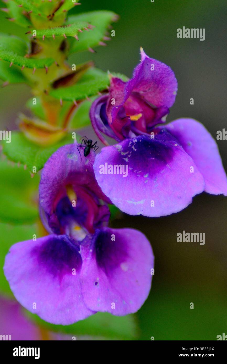 Seasonal wild flowers at the Kas Plateau Reserved Forest, also known as ...