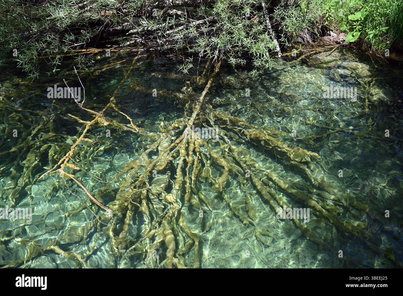 Clear turquoise water flowing around tree roots surrounded by ...
