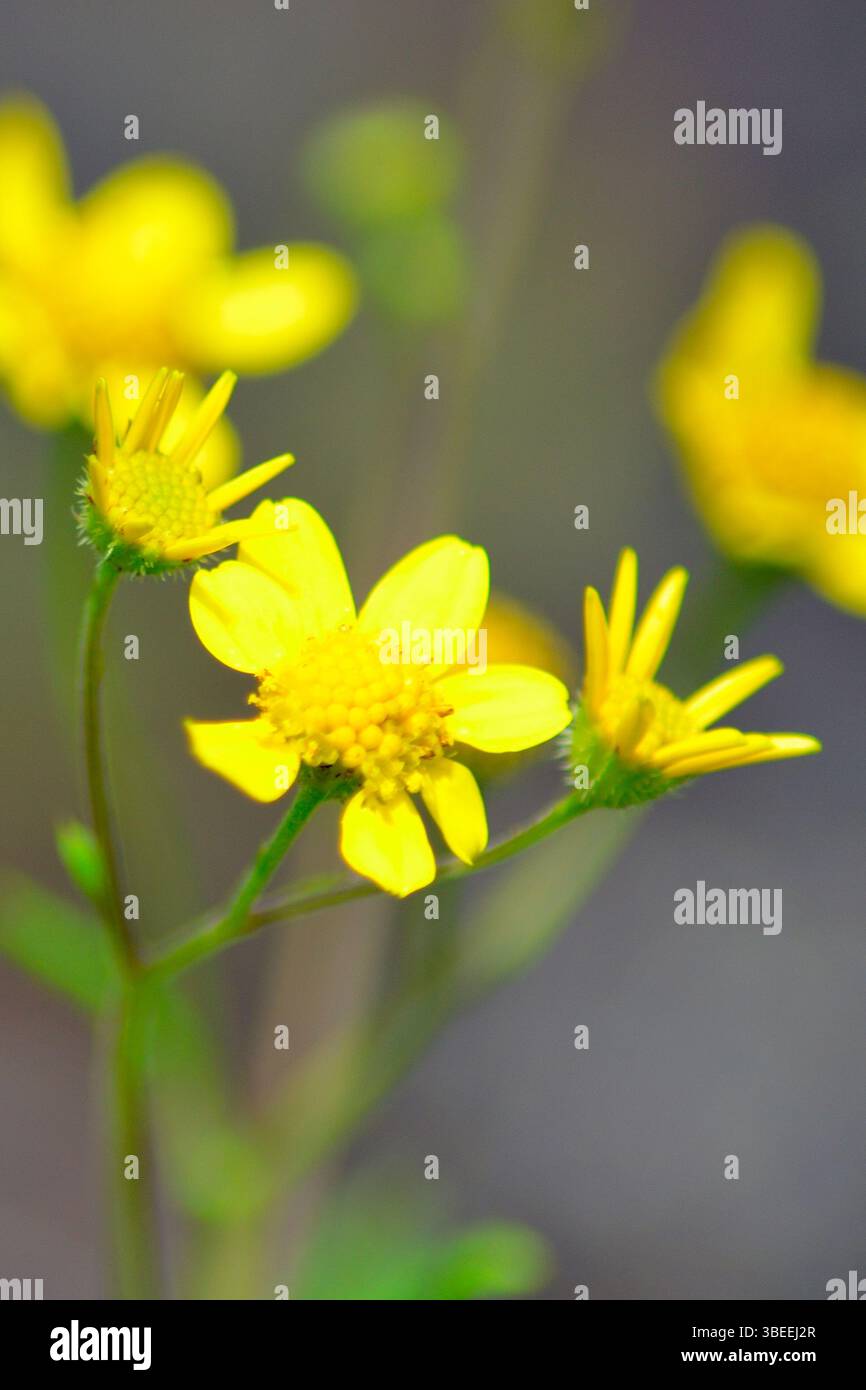 Seasonal wild flowers at the Kas Plateau Reserved Forest, also known as ...