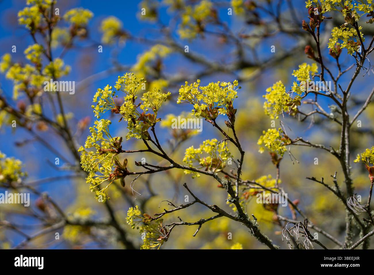 Flowering Norway maple (Acer platanoides), branch with blossoms ...