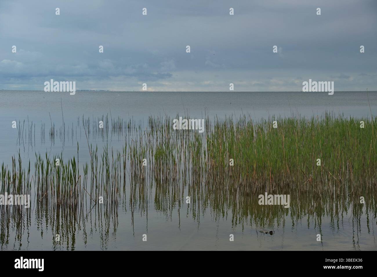 Panorama view green reed hi-res stock photography and images - Alamy