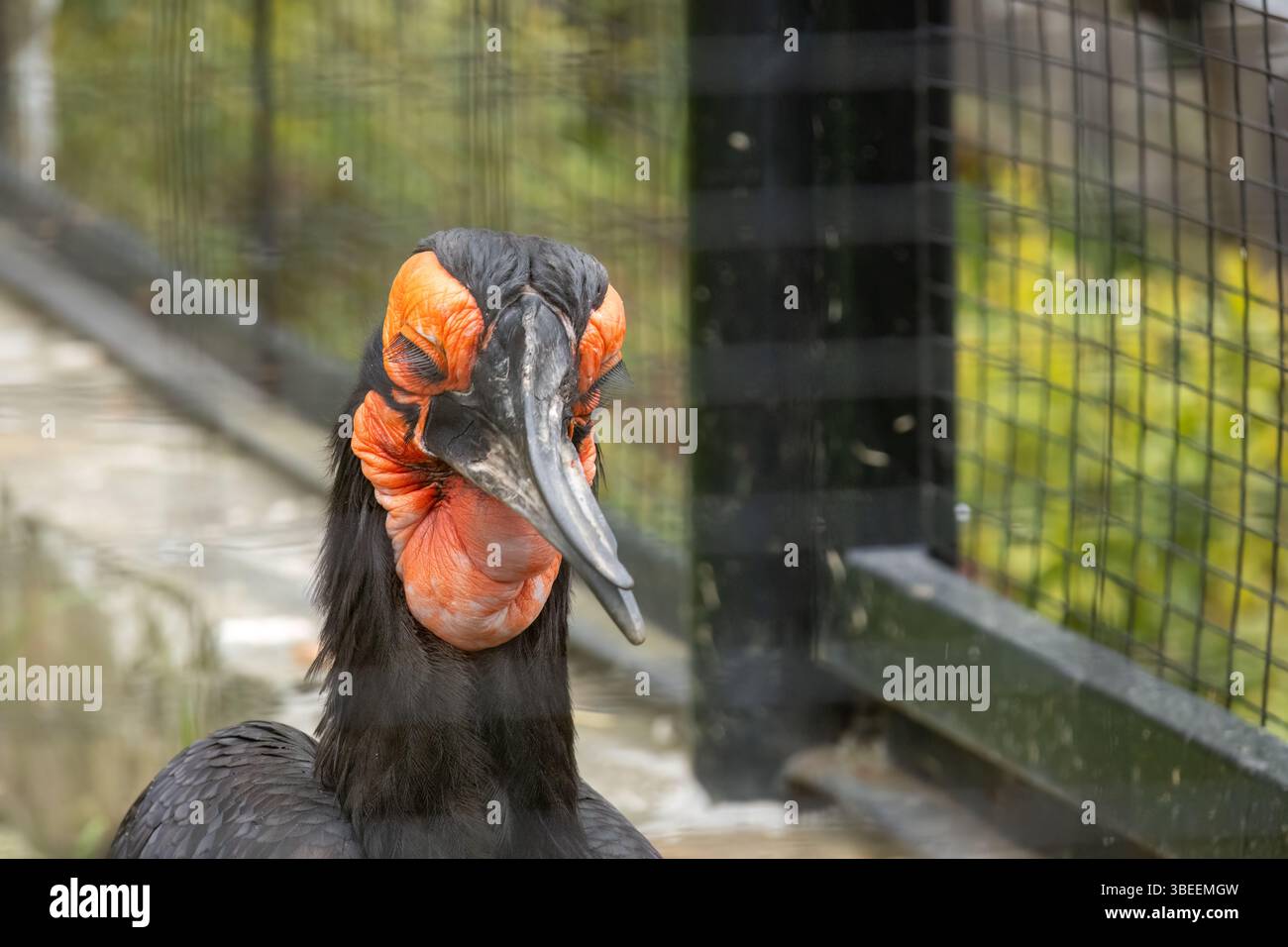 Southern ground hornbill bird Stock Photo - Alamy