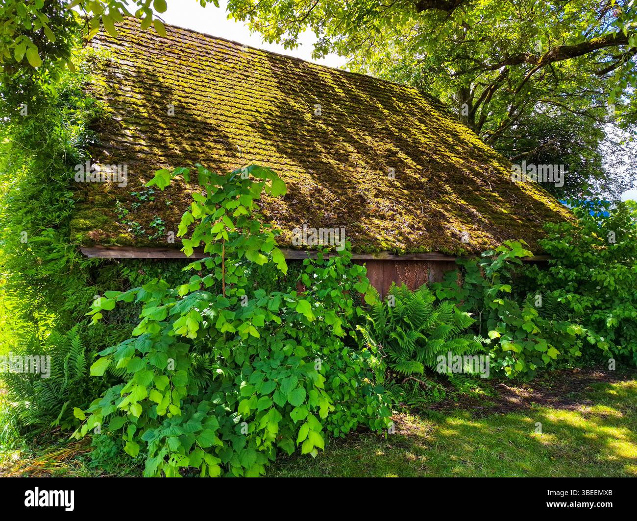 Old barn overgrown trees in hi-res stock photography and images - Alamy
