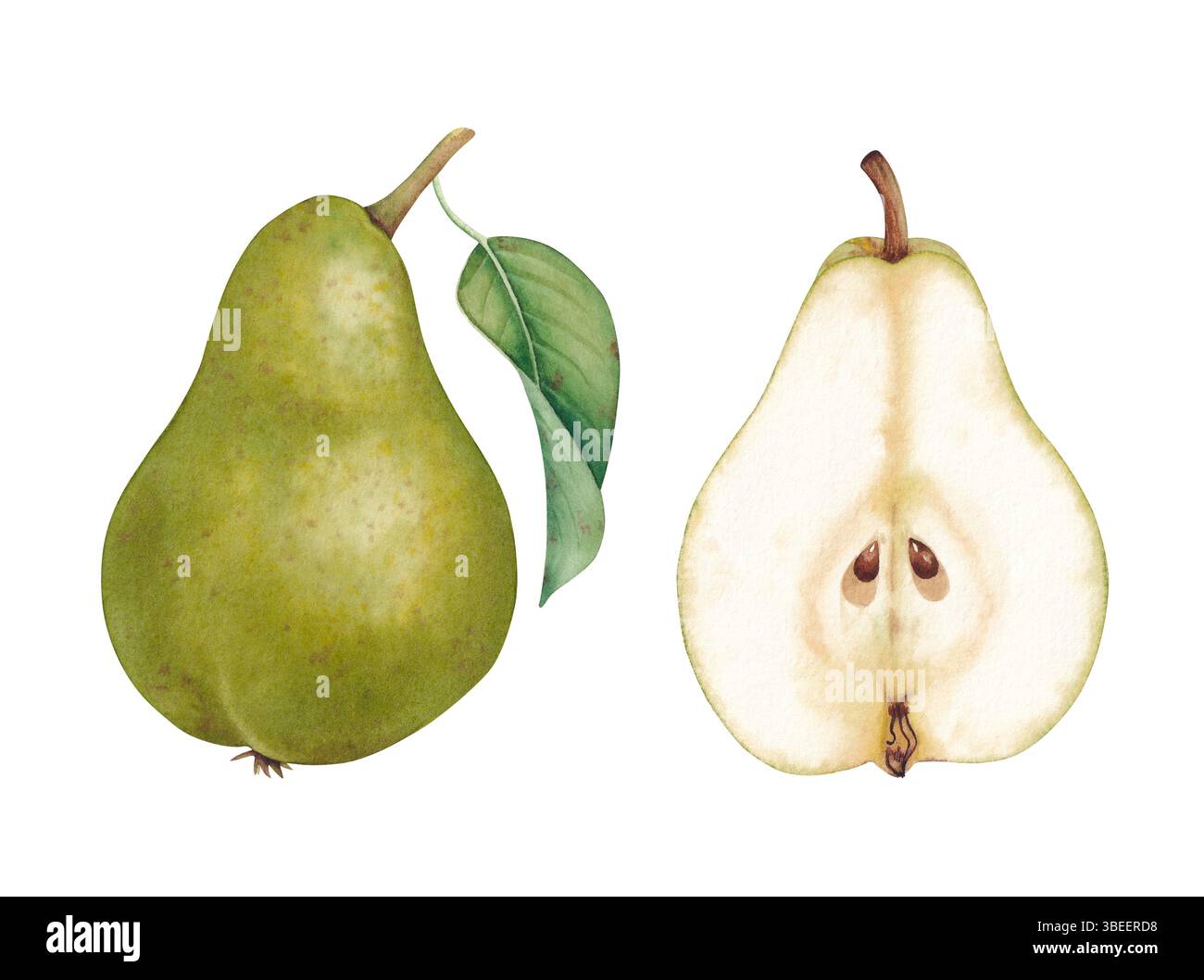 Set of hand drawn watercolor pears isolated on white background. Green ...