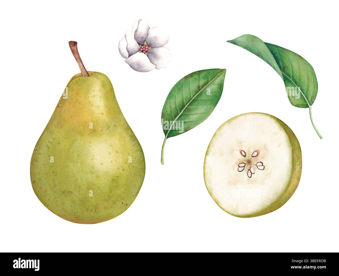 Set of pear slices and leaf. Hand drawn watercolor illustration ...