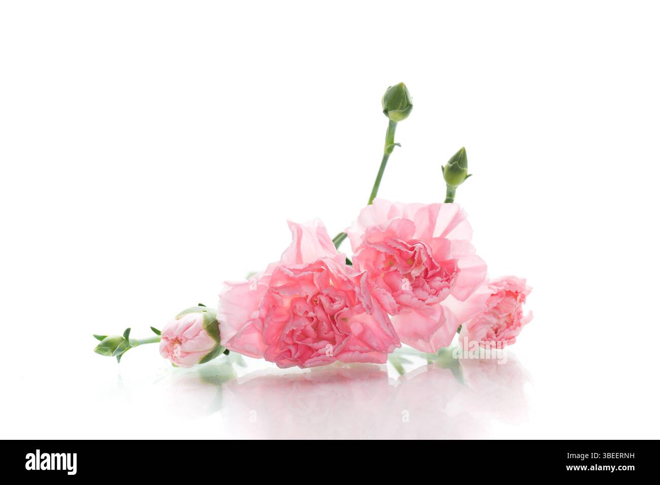 Spring carnations for a romantic mood Stock Photo - Alamy