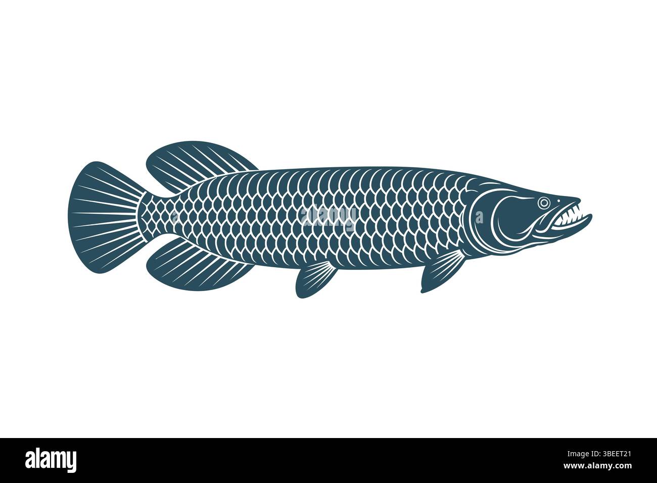 Arapaima vector art and illustration on a white background Stock Vector ...