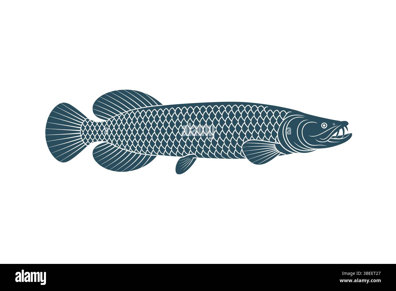 Arapaima vector art and illustration on a white background Stock Vector ...