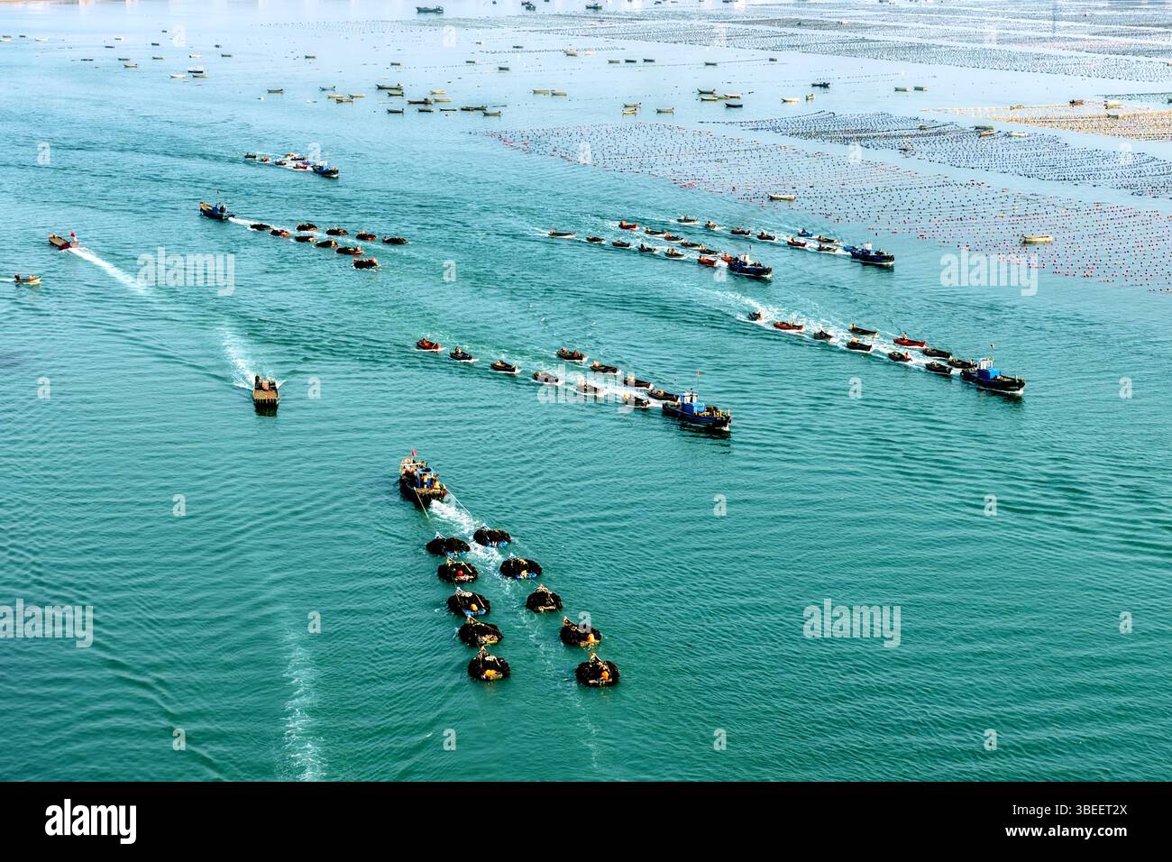 Aerial photo shows workers harvesting the sea belt in Rongcheng City ...