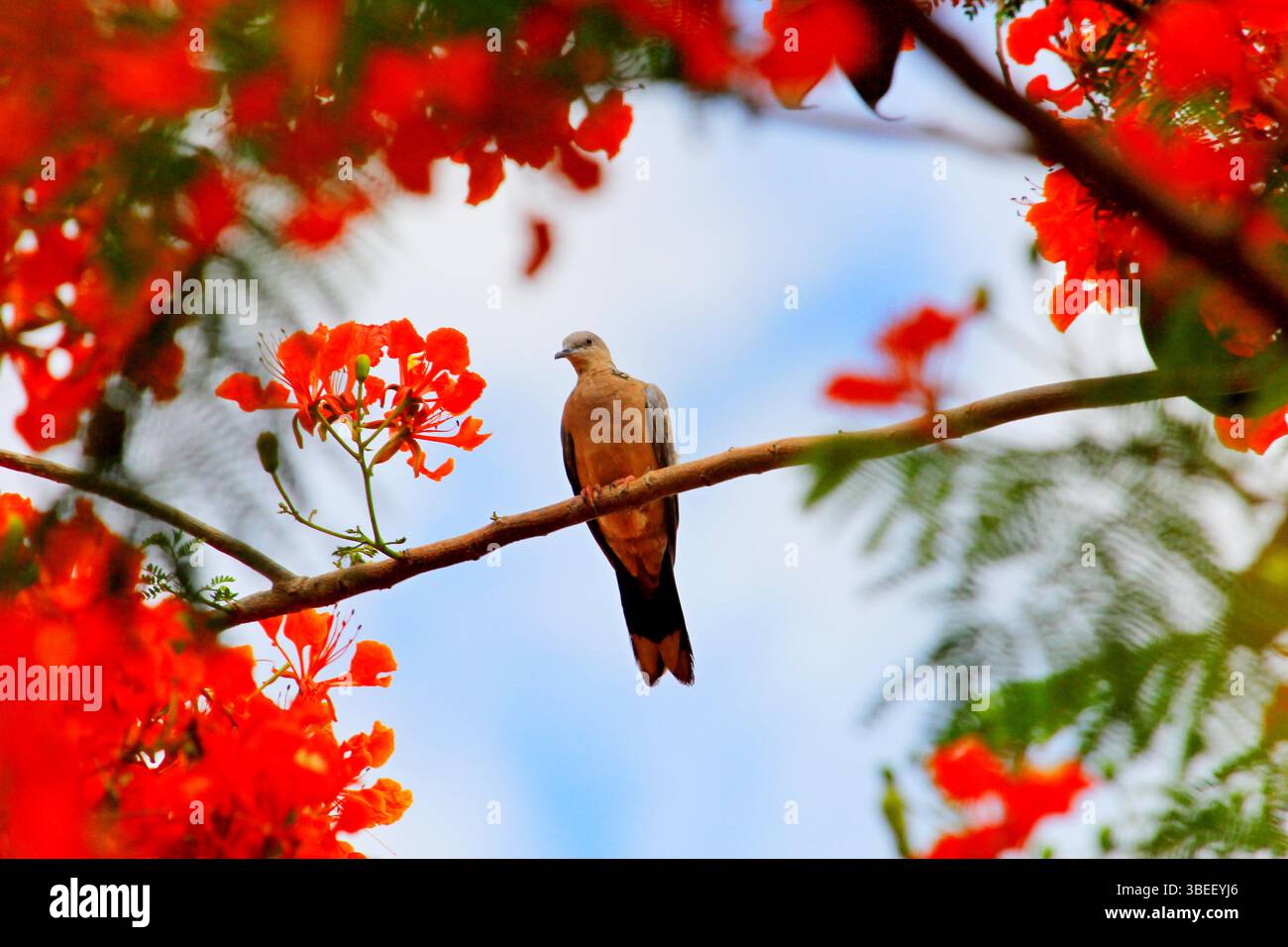Phoenix flowers are in full bloom in Sanya City, southernmost China's ...
