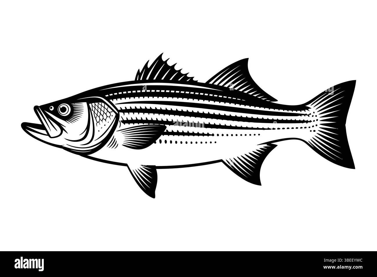 Striped Bass Vector Stock Vector Image & Art - Alamy