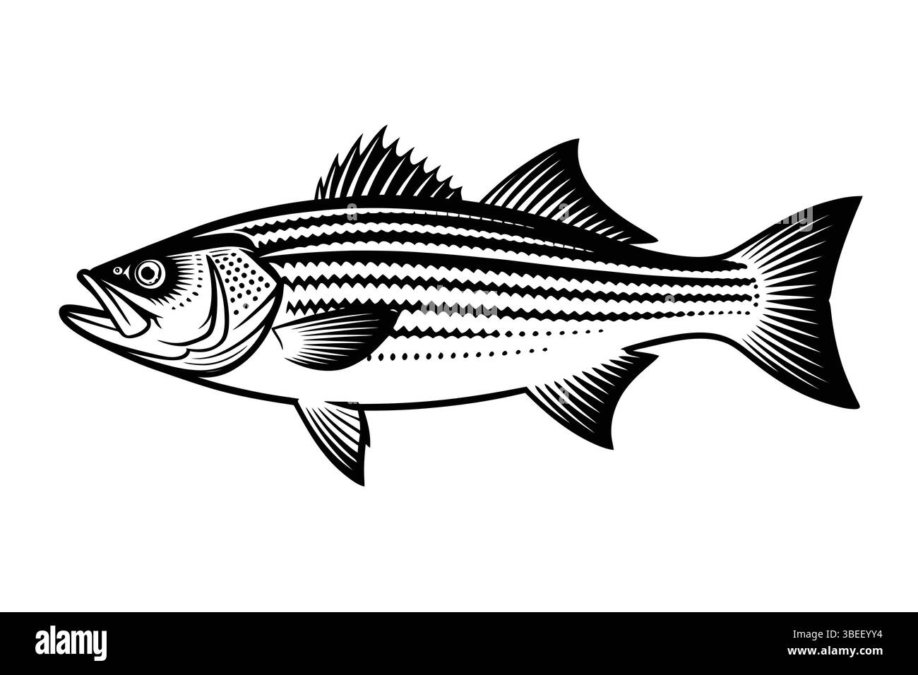 Striped Bass Vector Stock Vector Image & Art - Alamy