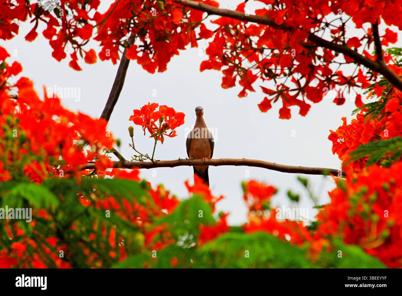 Phoenix flowers are in full bloom in Sanya City, southernmost China's ...