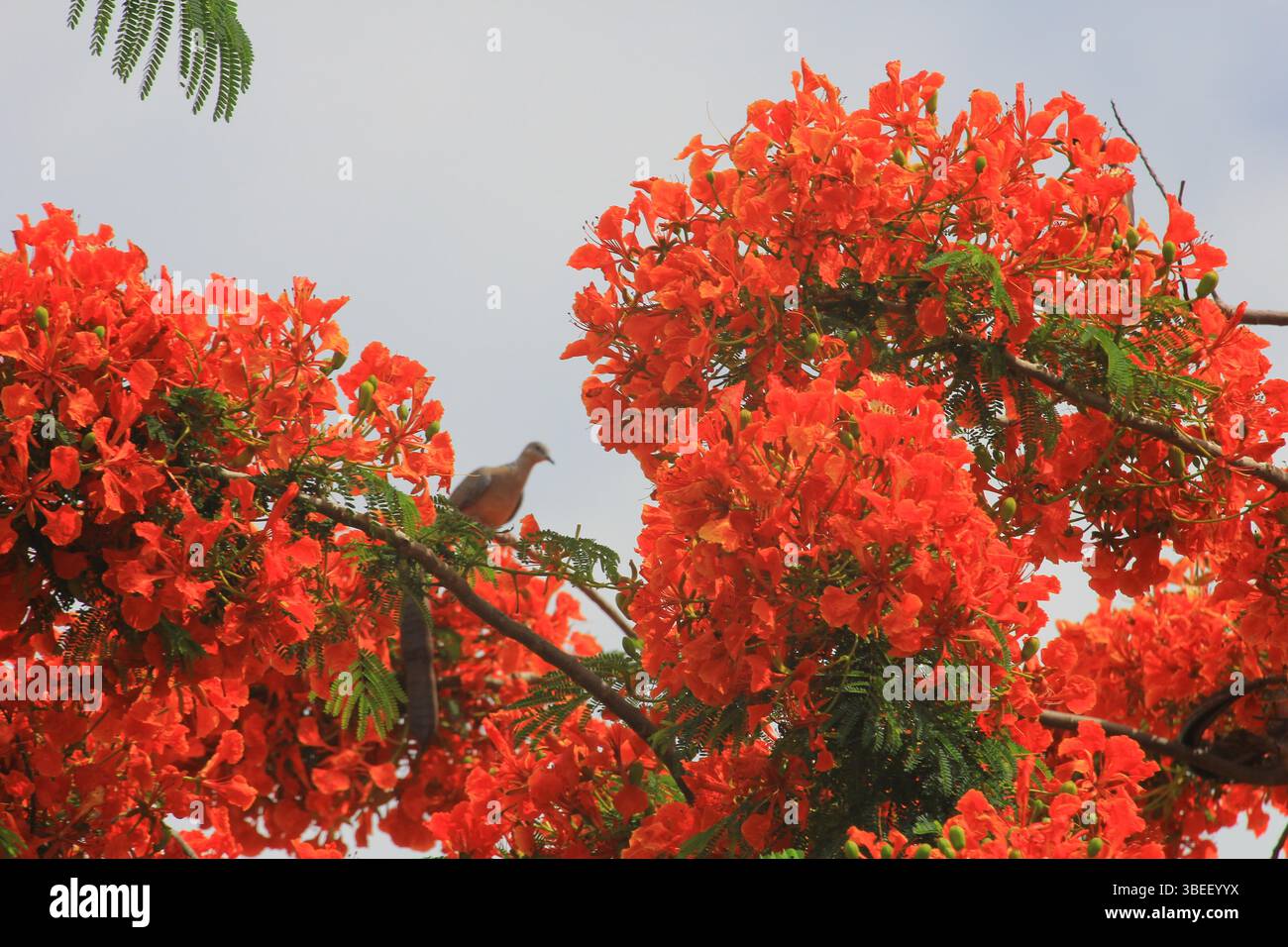 Phoenix flowers are in full bloom in Sanya City, southernmost China's ...