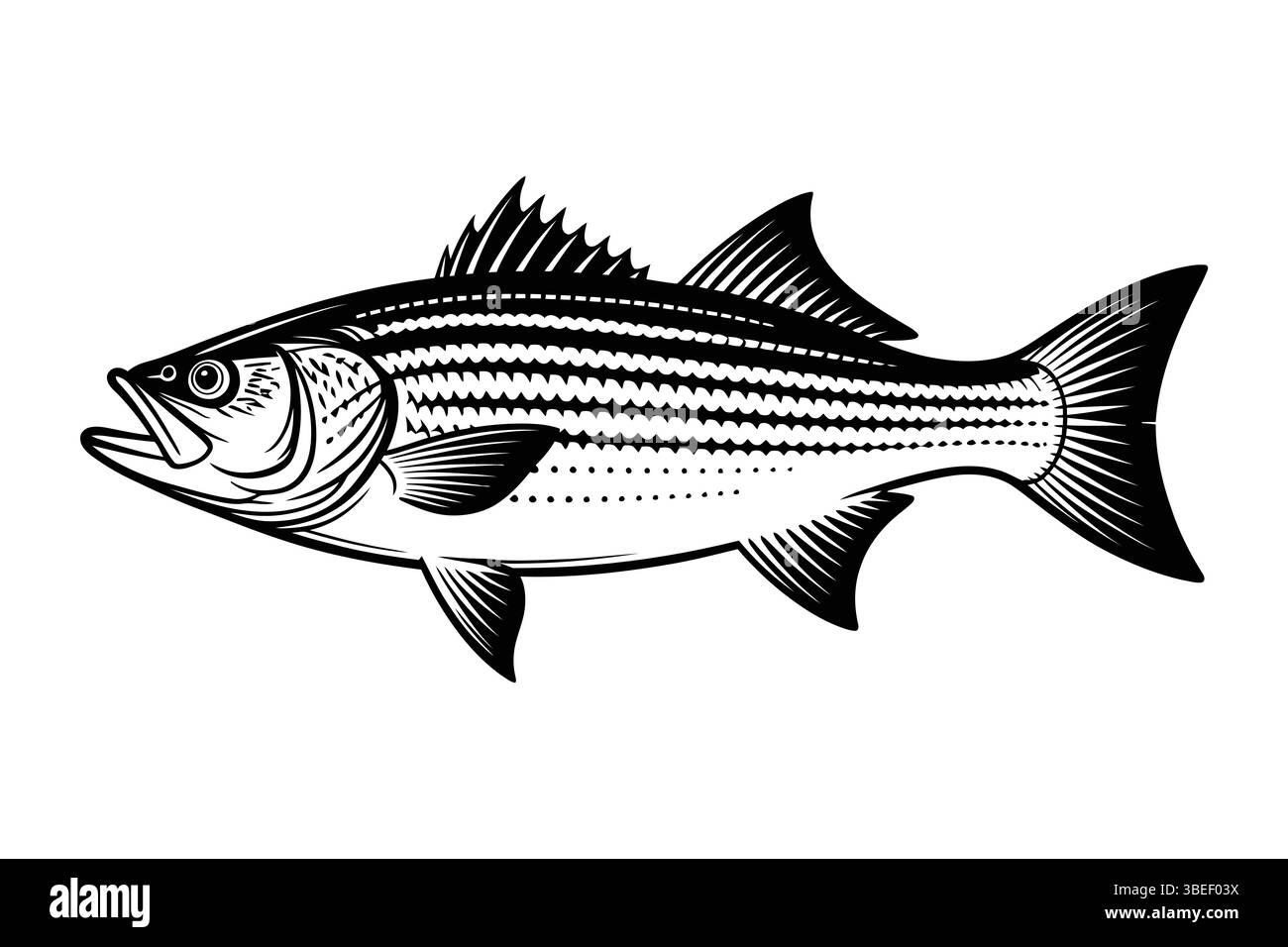 Striped Bass Vector Stock Vector Image & Art - Alamy
