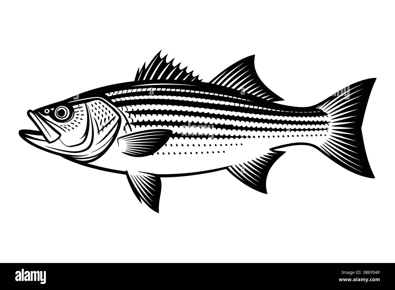Striped Bass Vector Stock Vector Image & Art - Alamy
