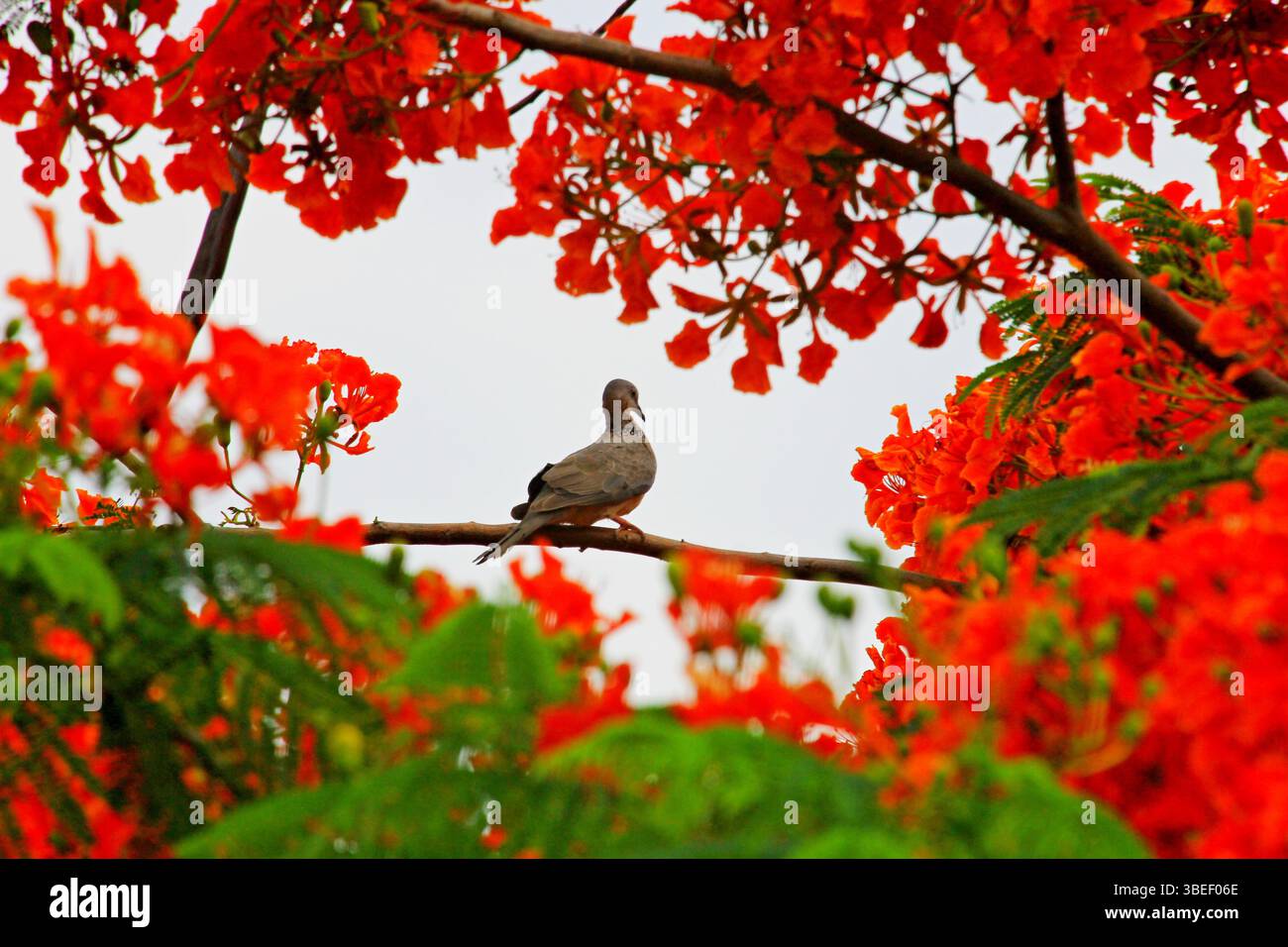 Phoenix flowers are in full bloom in Sanya City, southernmost China's ...