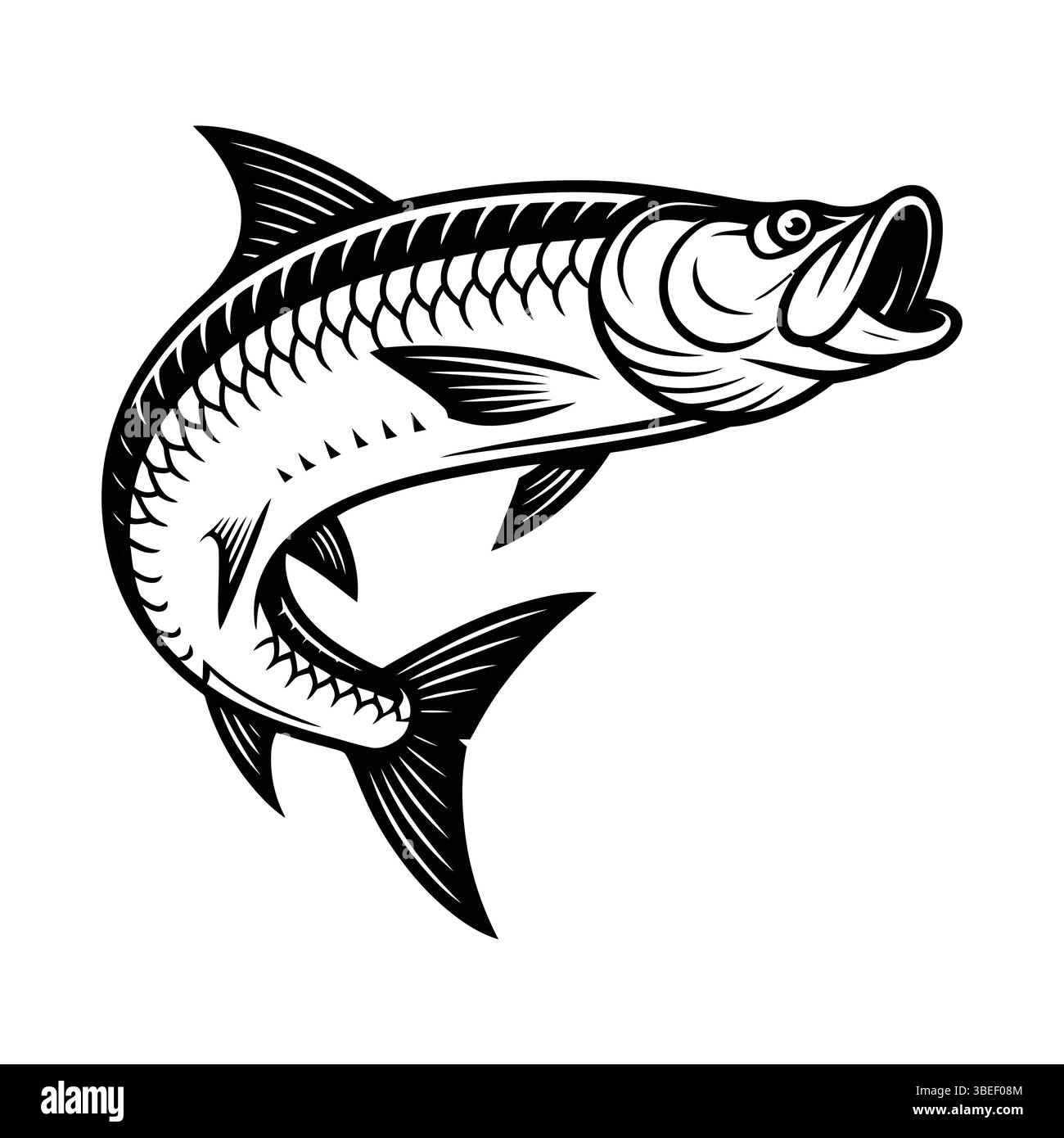 Vector Tarpon Leaping Stock Vector Image & Art - Alamy
