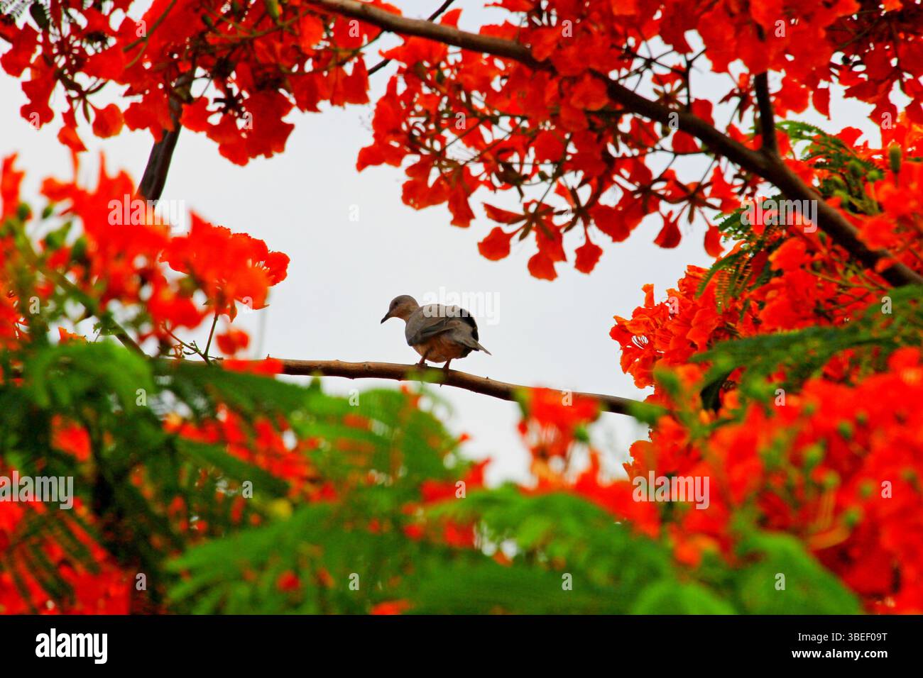 Phoenix flowers are in full bloom in Sanya City, southernmost China's ...