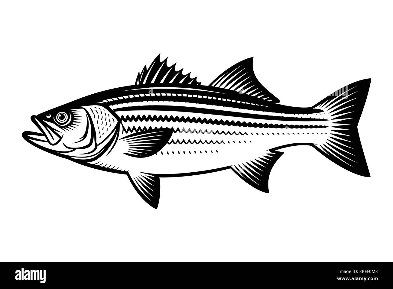 Striped Bass Vector Stock Vector Image & Art - Alamy