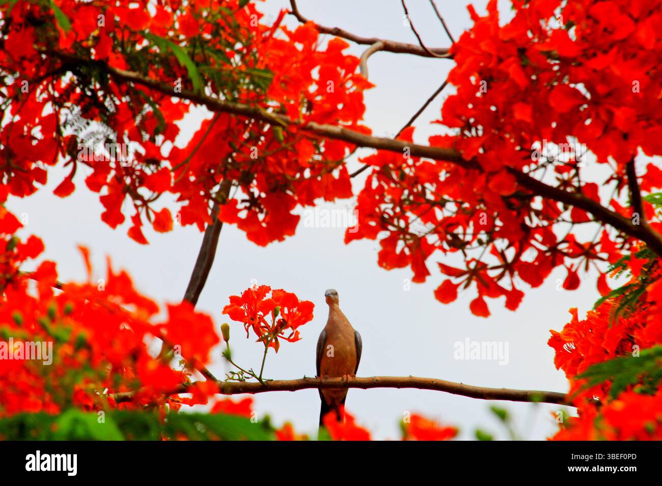 Phoenix flowers are in full bloom in Sanya City, southernmost China's ...