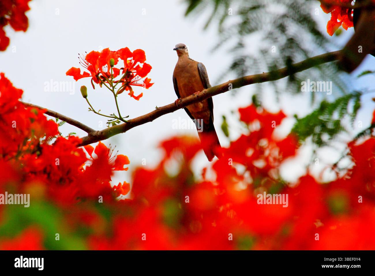 Phoenix flowers are in full bloom in Sanya City, southernmost China's ...