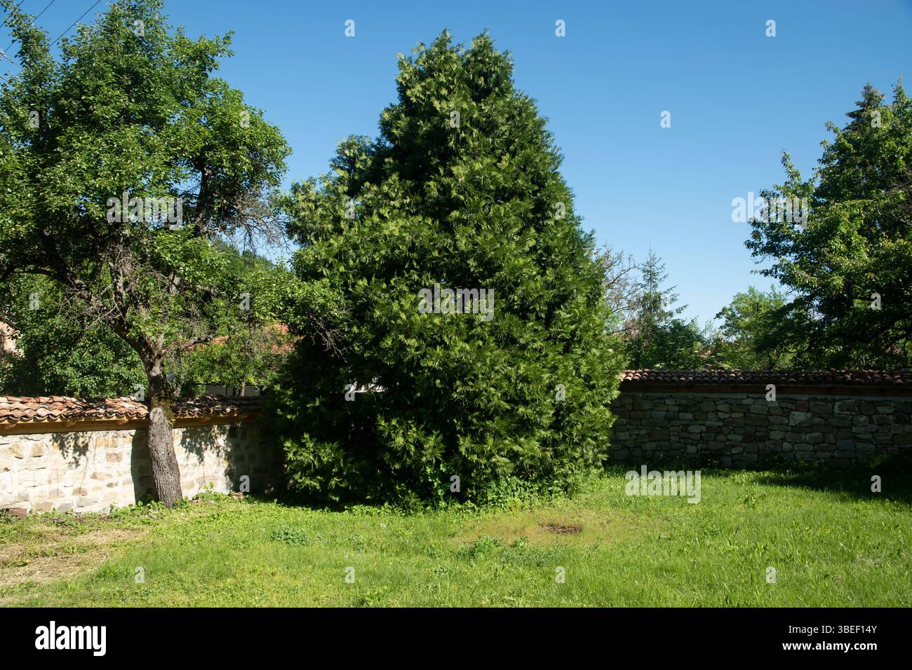 Lawson's cypress tree in countryside garden on sunny day Stock Photo ...