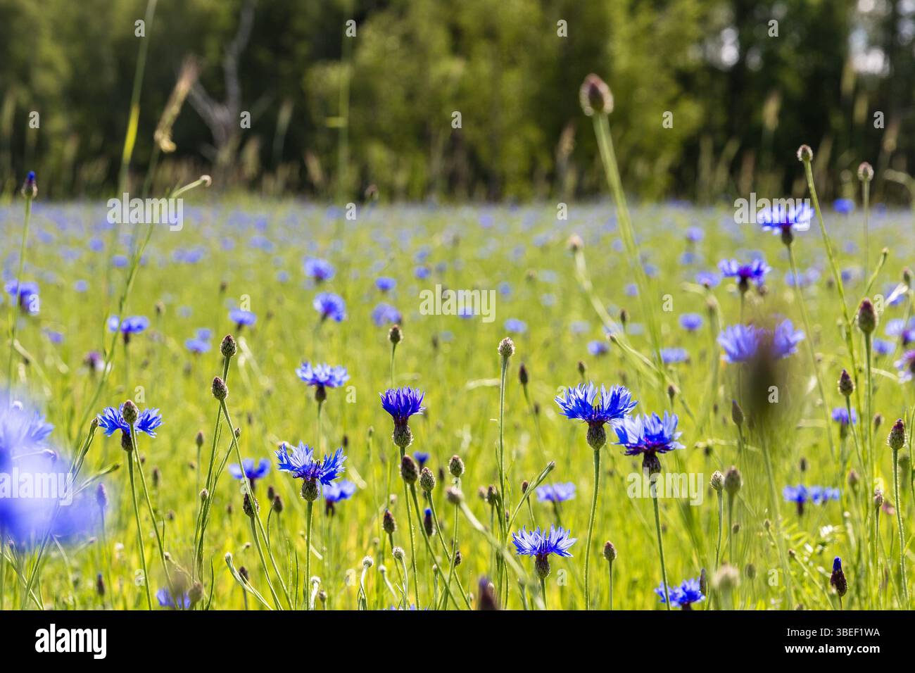 29 May 2025, Brandenburg, Maiberg: Cornflowers bloom in a meadow in the ...