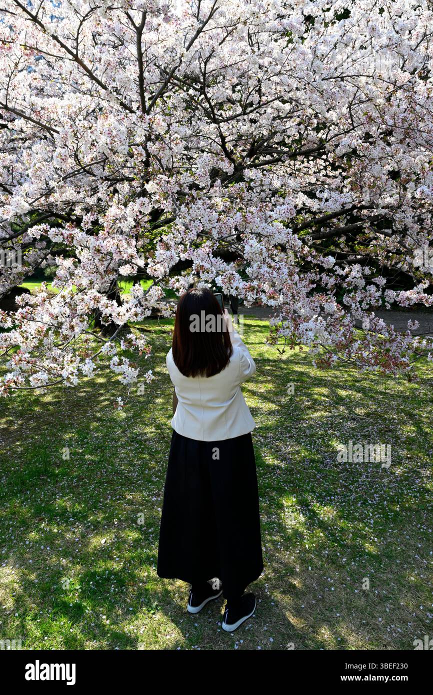 Cherry blossom at Hama Rykiu garden,Shimbashi, Tokyo,Japan Stock Photo ...
