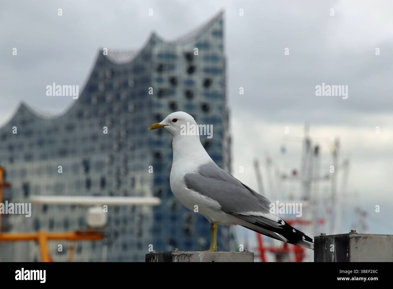 Eine Möwe im Hamburger Hafen. *** A seagull in the port of Hamburg ...