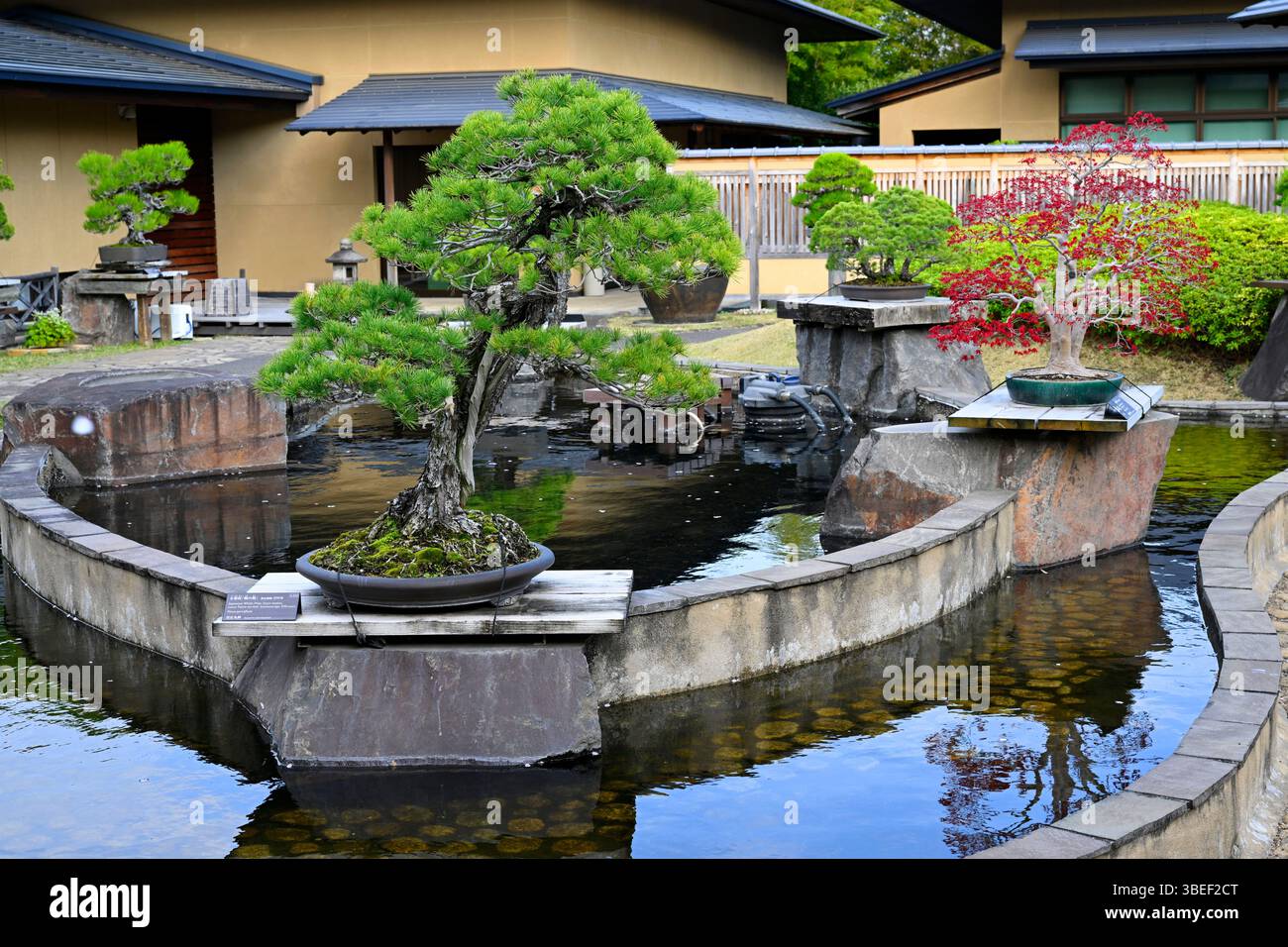 The Omiya Bonsai Art Museum,Saitama city,Japan Stock Photo - Alamy