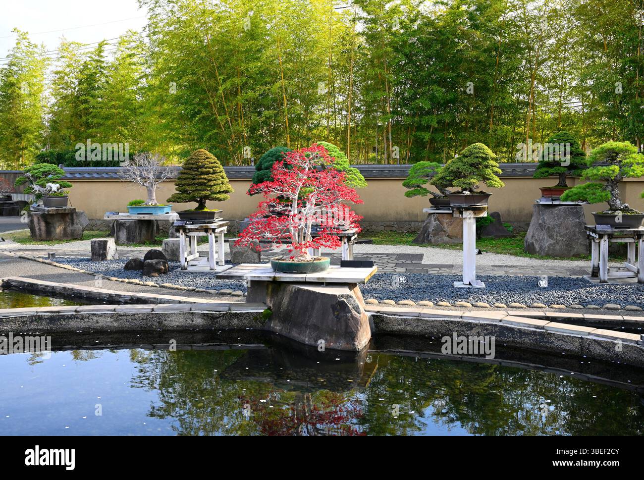 The Omiya Bonsai Art Museum,Saitama city,Japan Stock Photo - Alamy