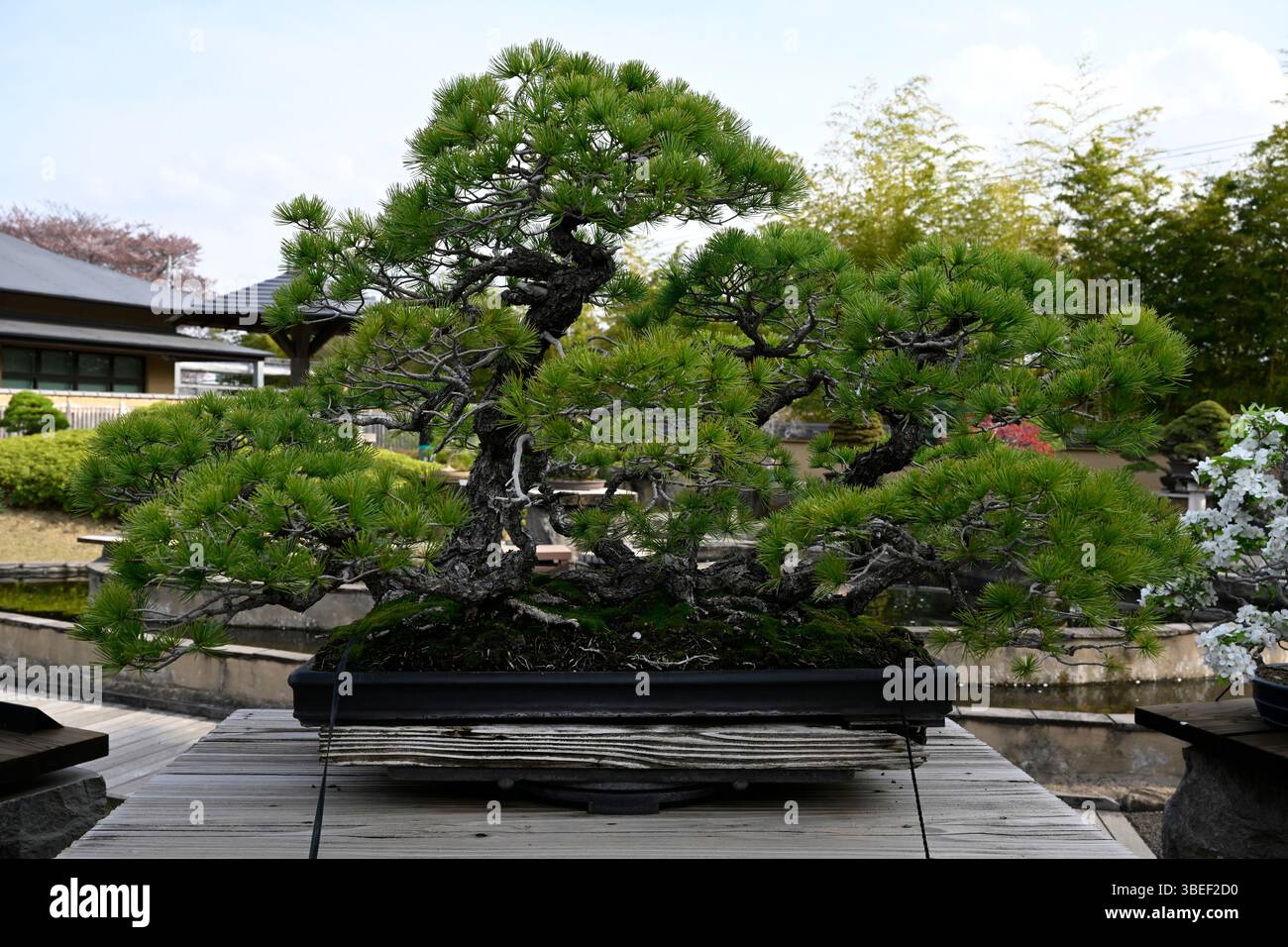 The Omiya Bonsai Art Museum,Saitama city,Japan Stock Photo - Alamy