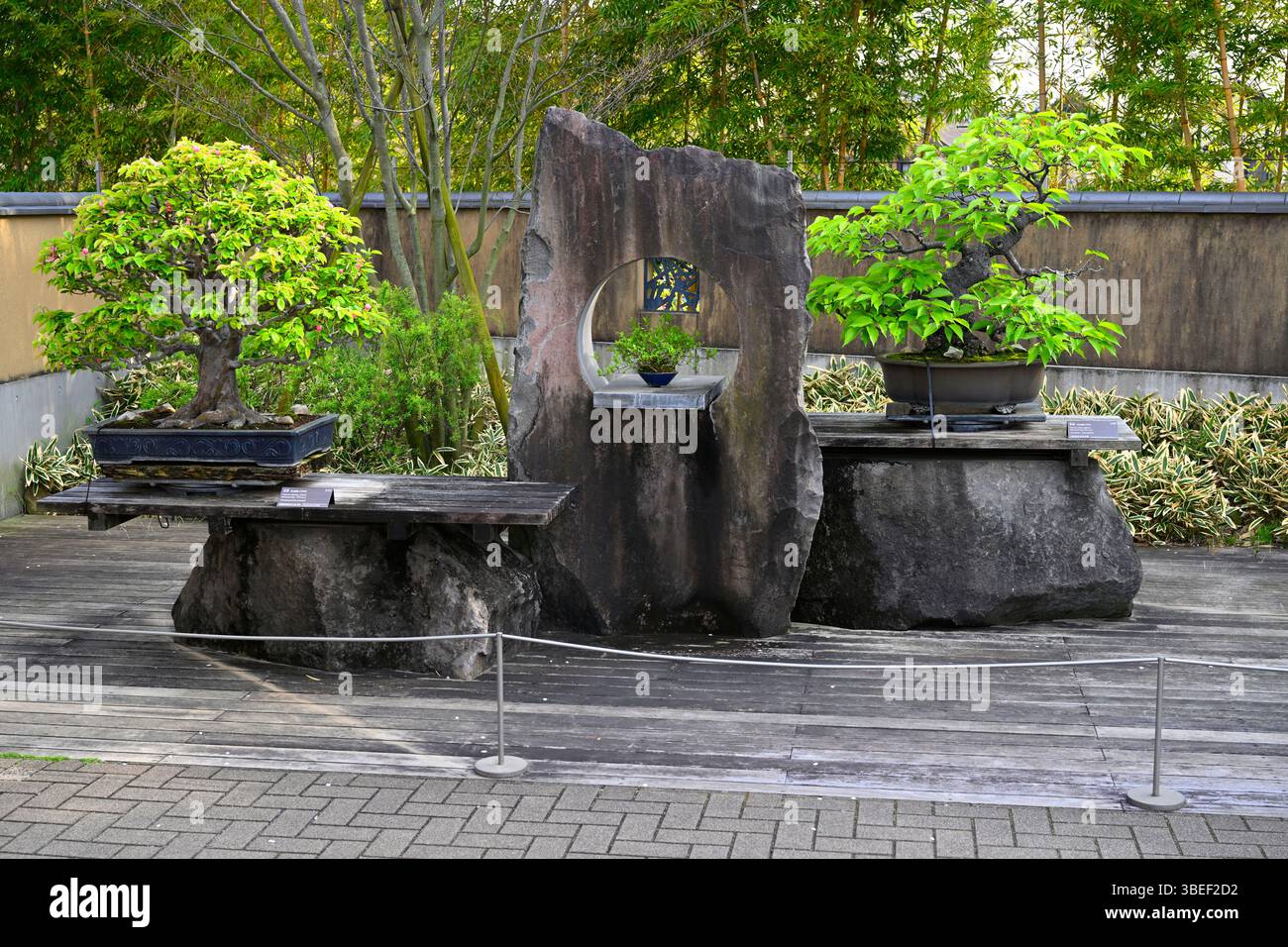 The Omiya Bonsai Art Museum,Saitama city,Japan Stock Photo - Alamy