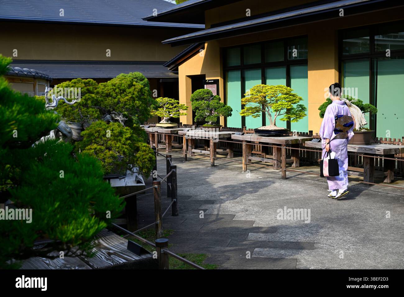 The Omiya Bonsai Art Museum,Saitama city,Japan Stock Photo - Alamy