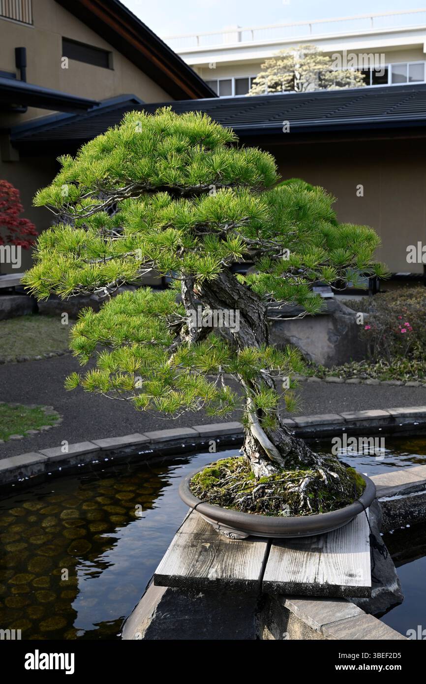 The Omiya Bonsai Art Museum,Saitama city,Japan Stock Photo - Alamy